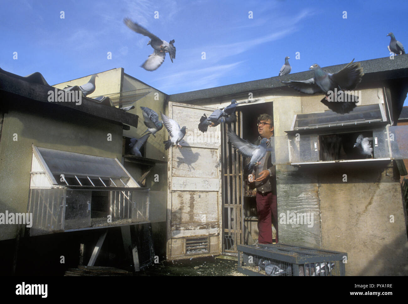 Pigeon lofts hi-res stock photography and images - Alamy