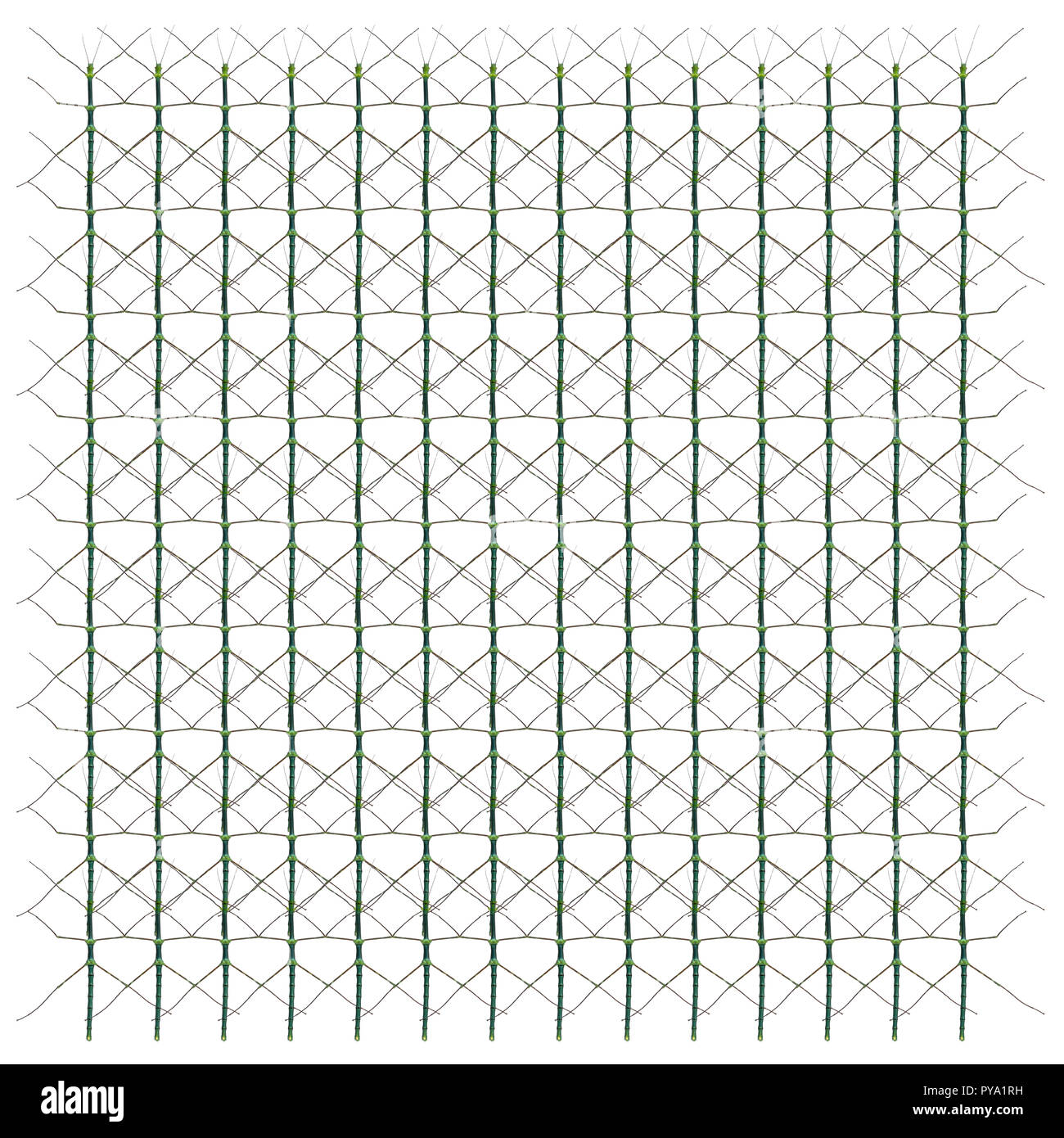 Myronides Sp, stick insect, in repeated pattern, in front of white ...