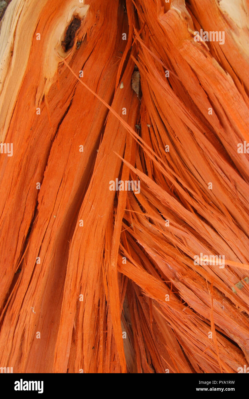 Shredded bark of a palm tree exposing the orange-coloured wood fibres ...