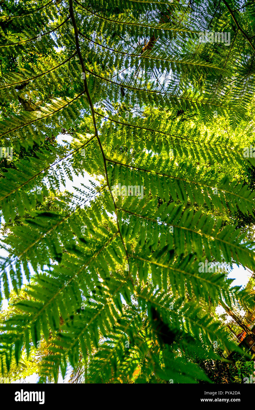 Maderia tree hi-res stock photography and images - Alamy