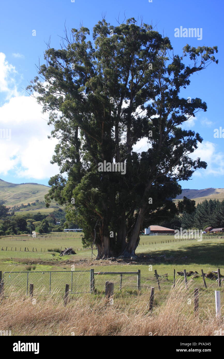 Sheep and plant hi-res stock photography and images - Alamy