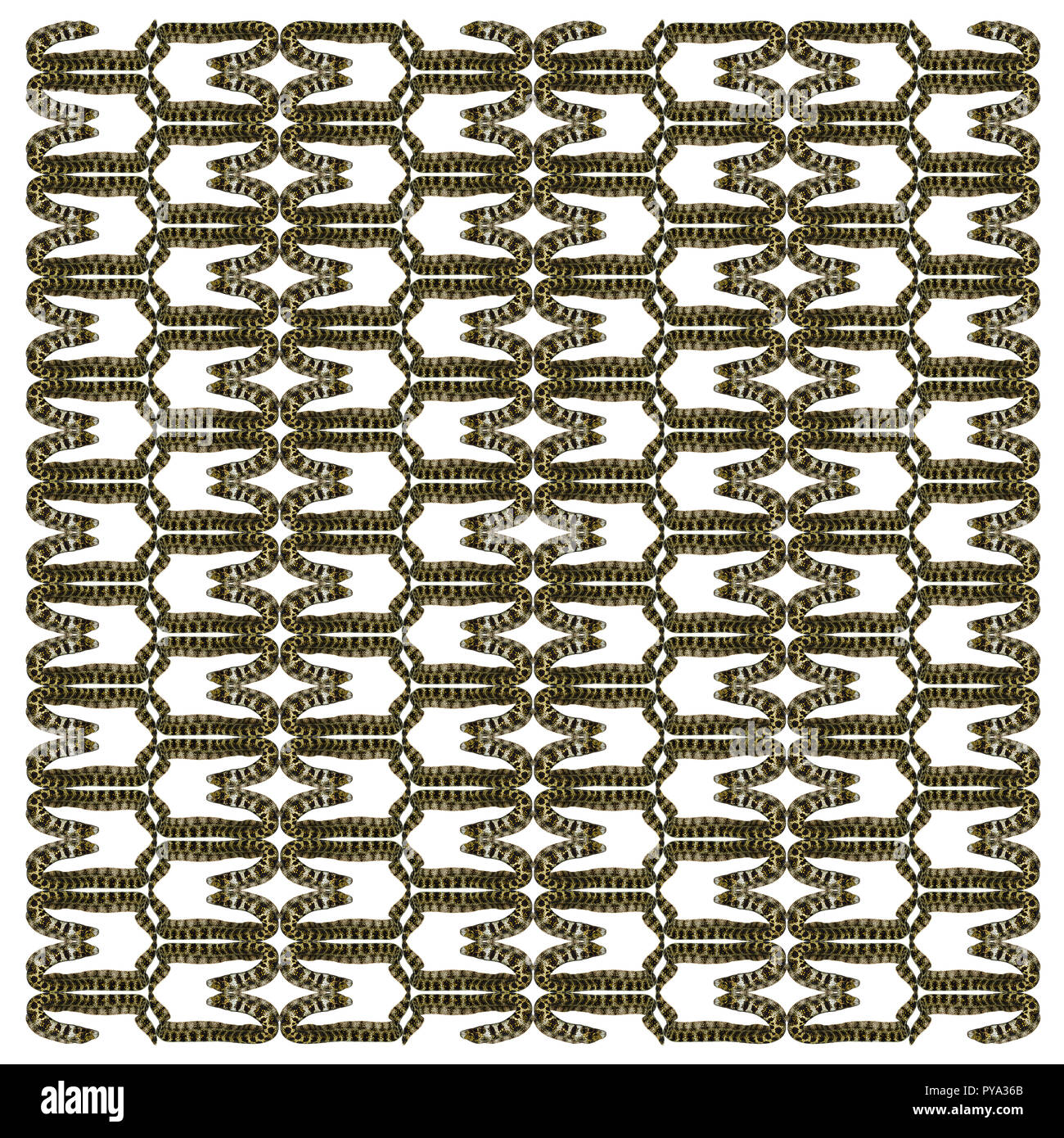 Snowflake Moray, Echidna nebulosa, in repeated pattern, in front of ...