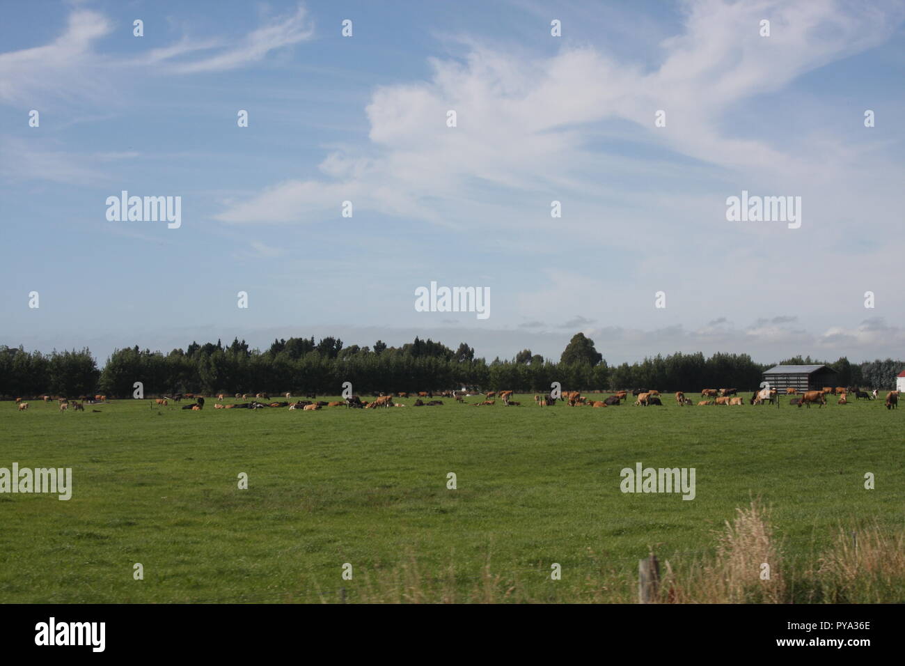 The strip grazing system hi-res stock photography and images - Alamy
