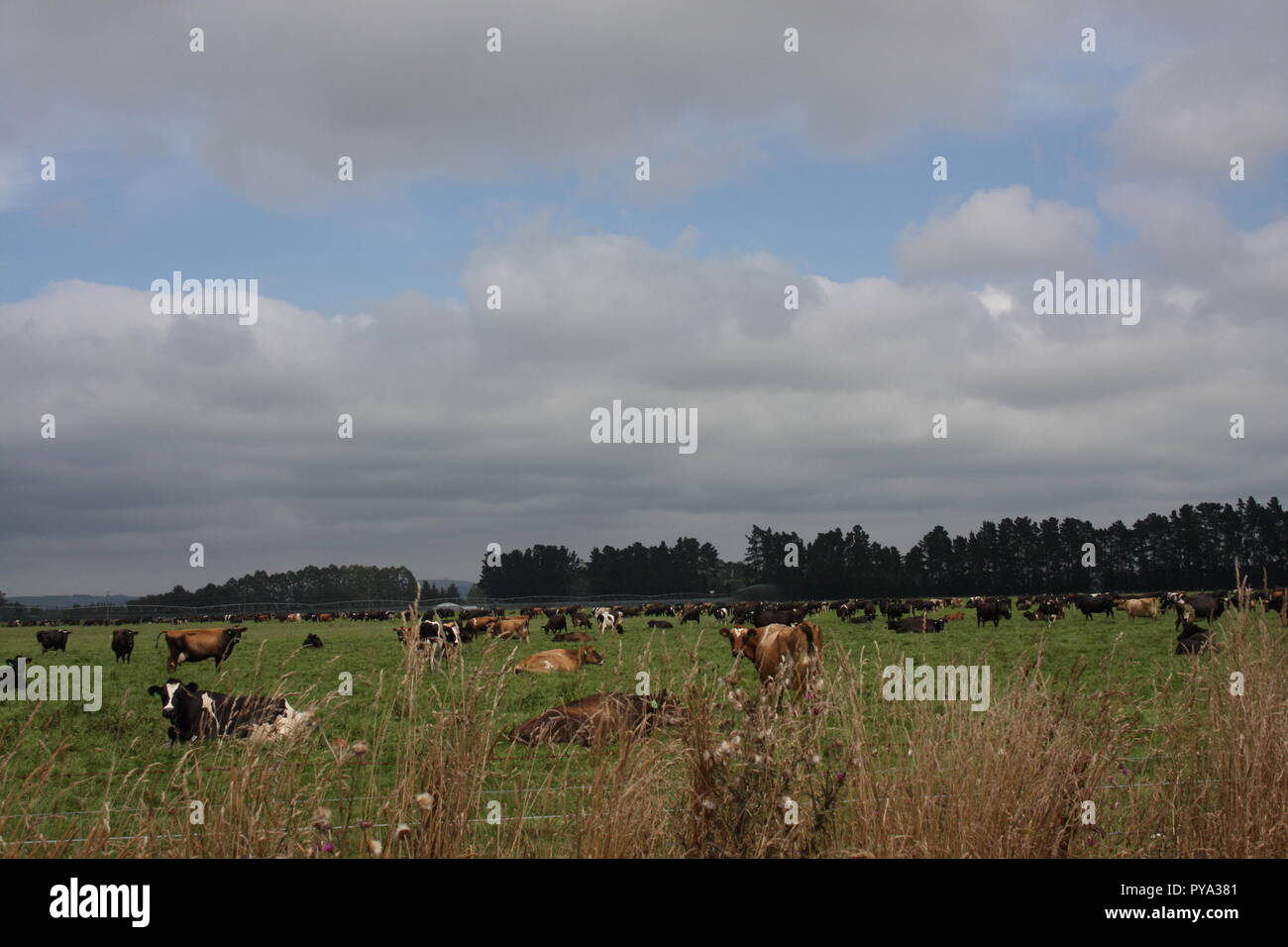 Crop for cattle hi-res stock photography and images - Alamy
