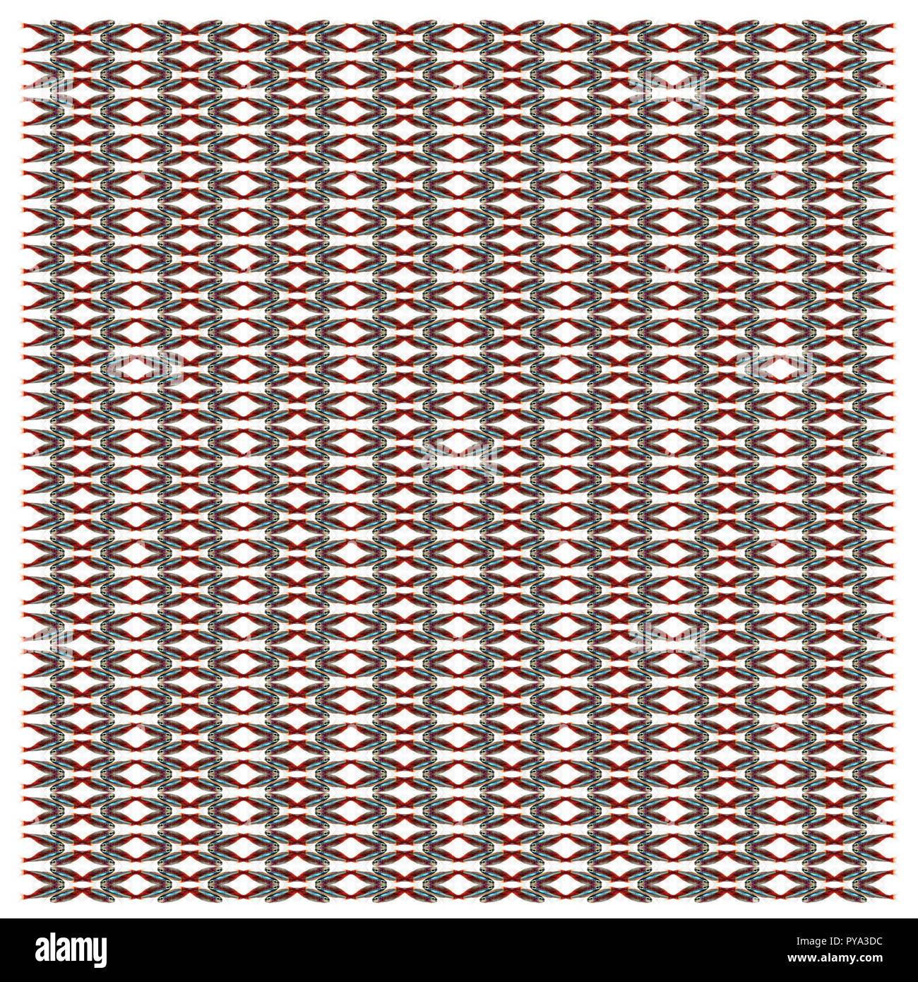 cardinal tetra, in repeated pattern, in front of white background Stock ...