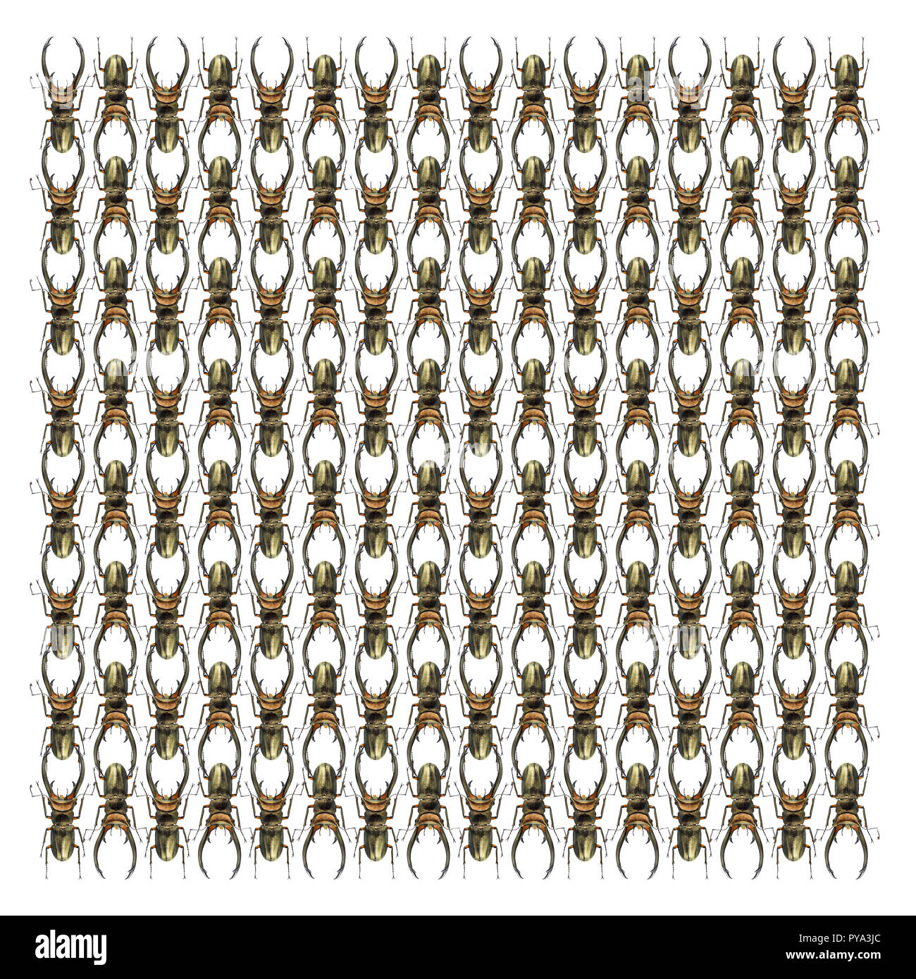 Beetle, Cyclommatus elaphus, pattern , in repeated pattern, in front of ...