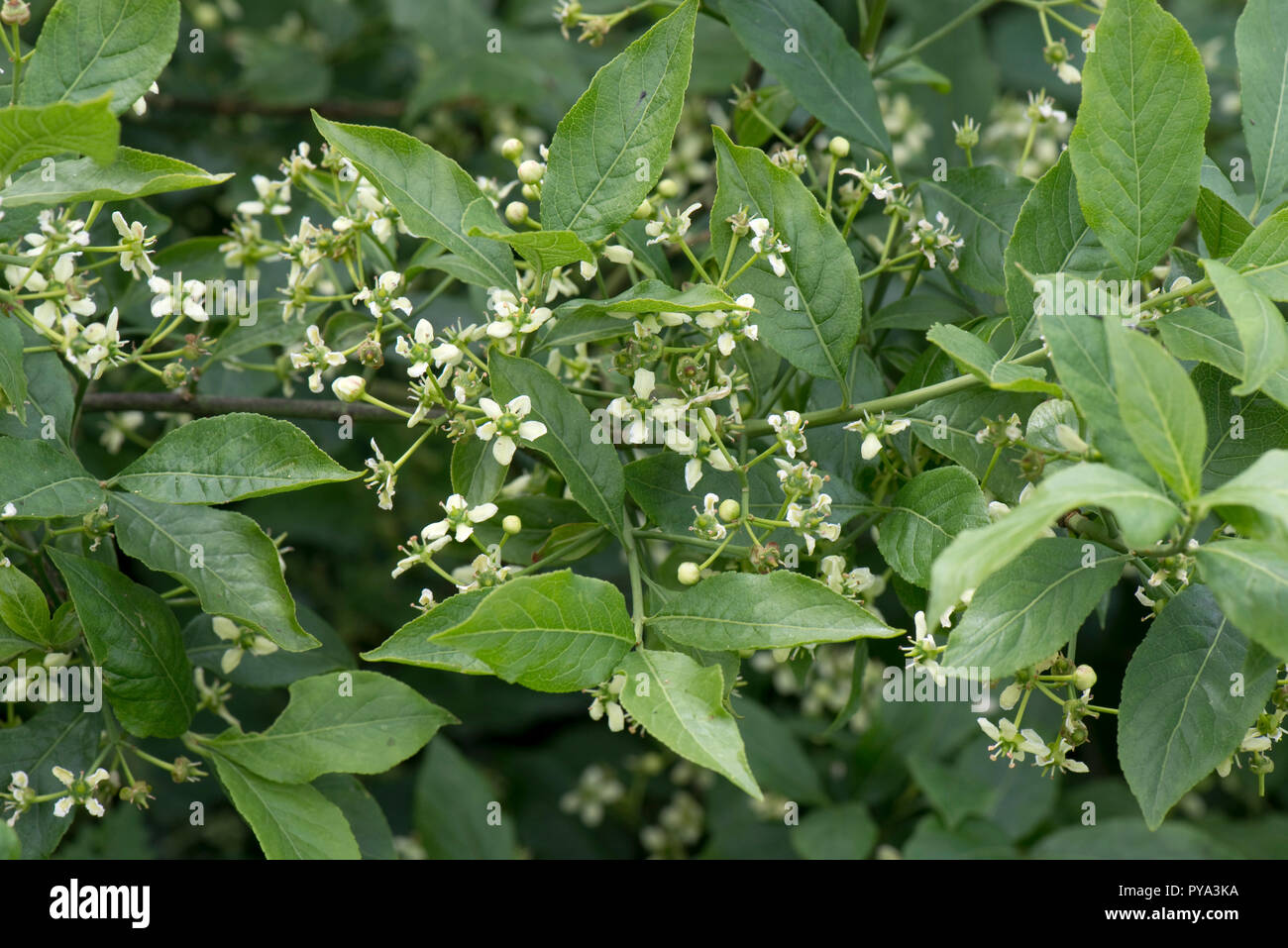 Flowering European spindle tree, Euonymus europaeus, flowering plant ...