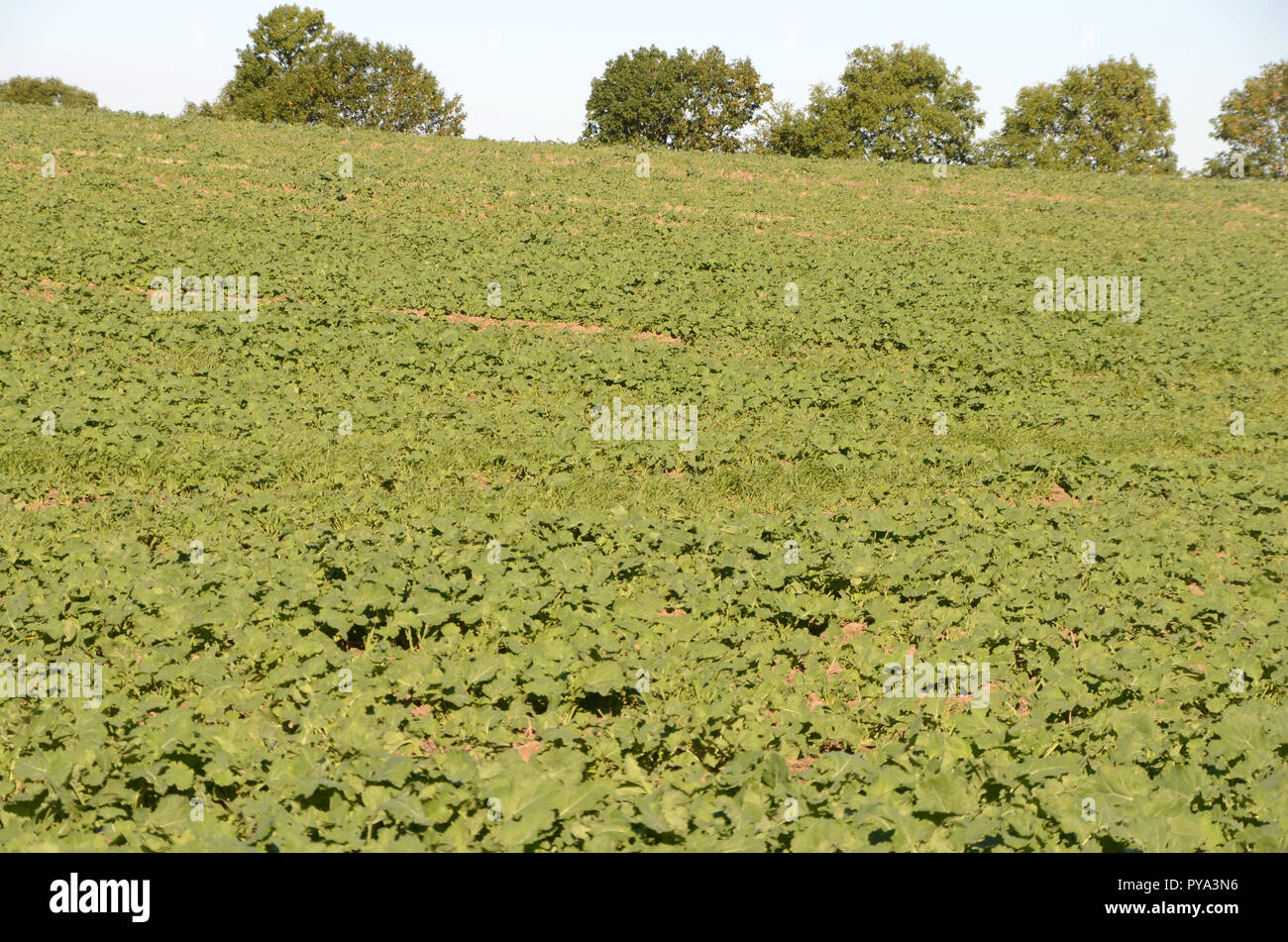 Early turnip beet hi-res stock photography and images - Alamy
