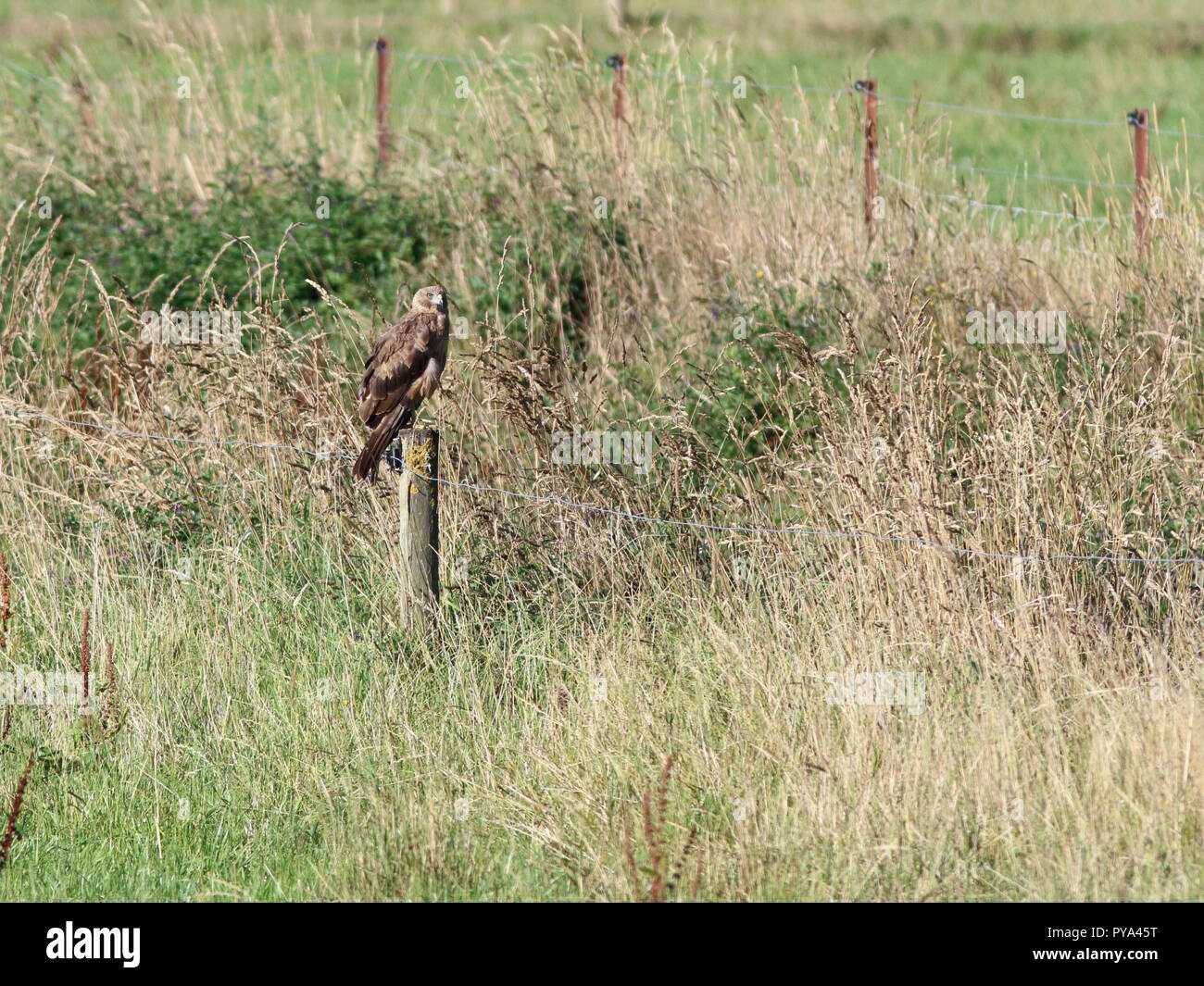 Harrier hawk new zealand hi-res stock photography and images - Alamy