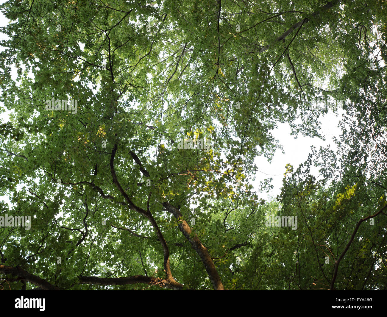 the green treetops photographed from below Stock Photo - Alamy