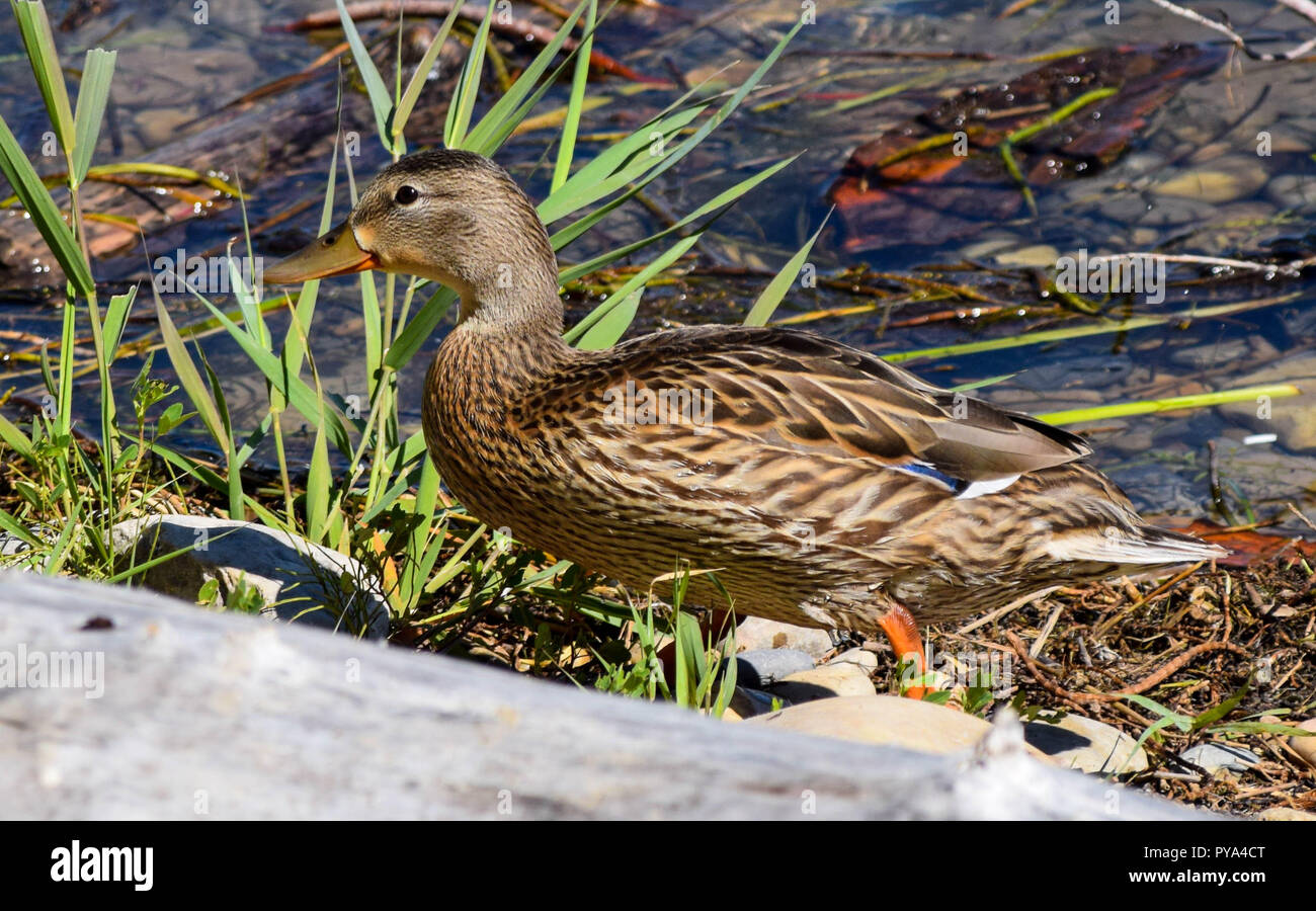 Migrating duck hi-res stock photography and images - Alamy