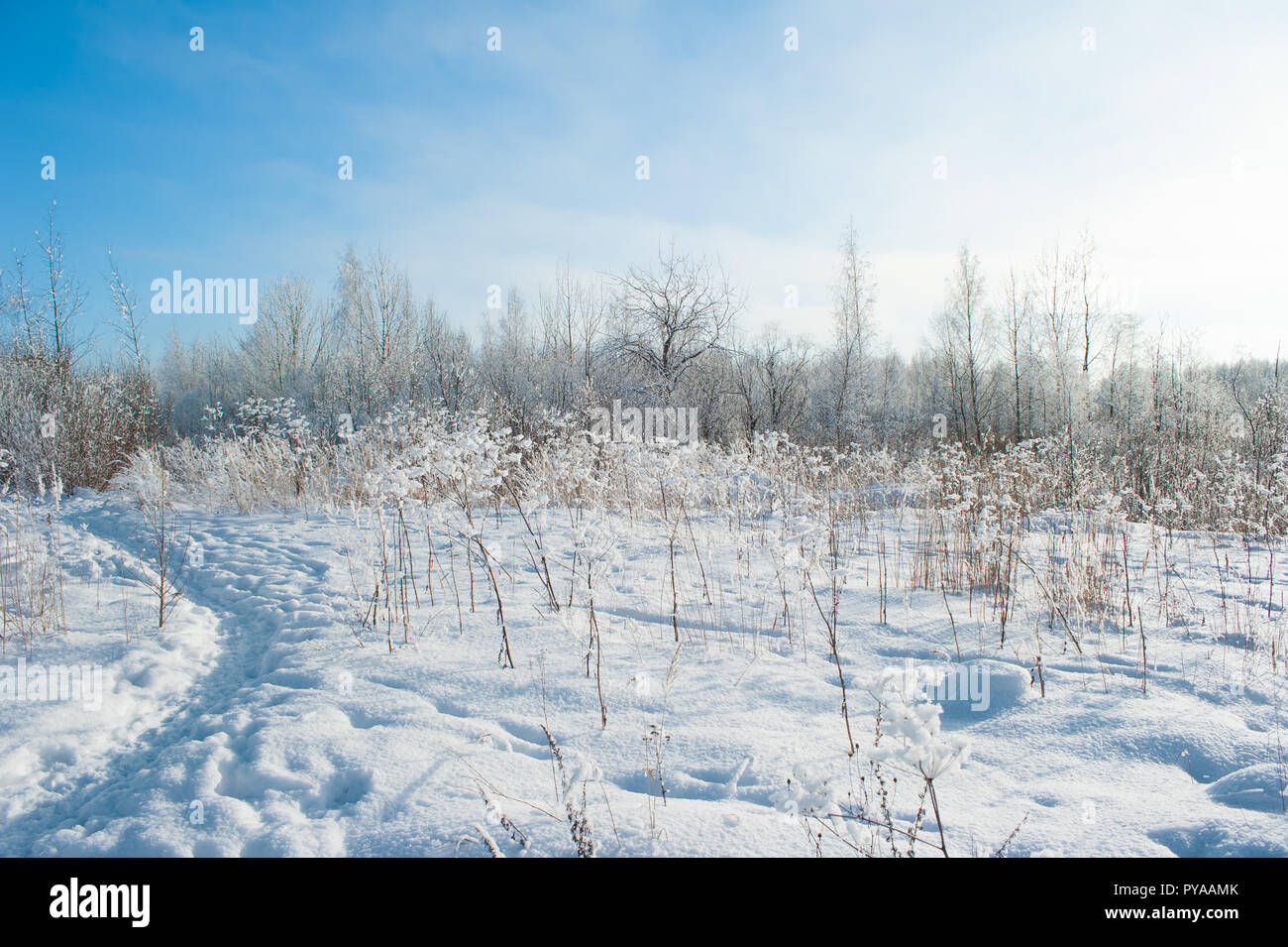 Winter snow at field with snowy trees Stock Photo - Alamy