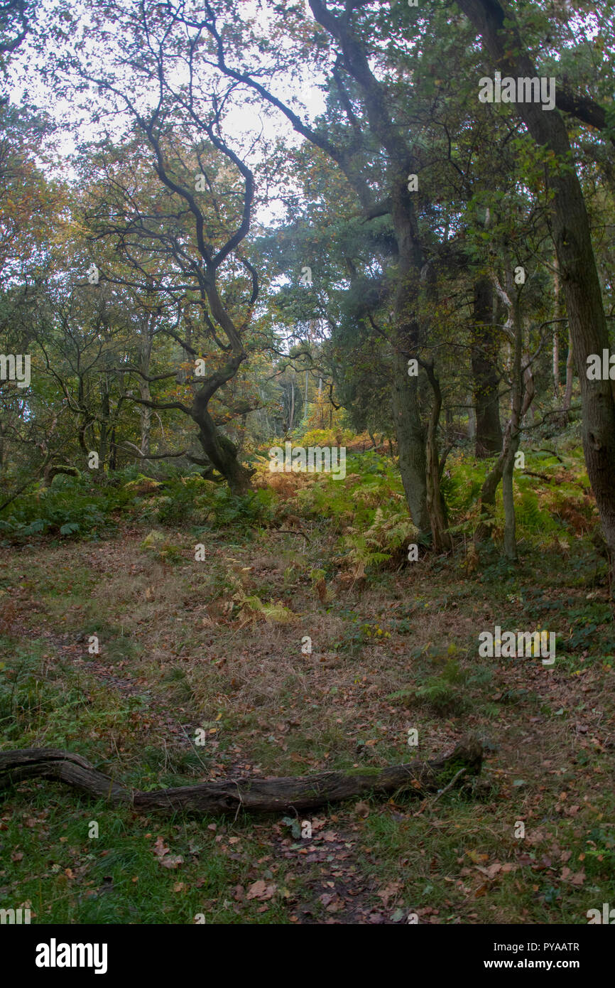 Sacriston Wood in autumn Stock Photo - Alamy