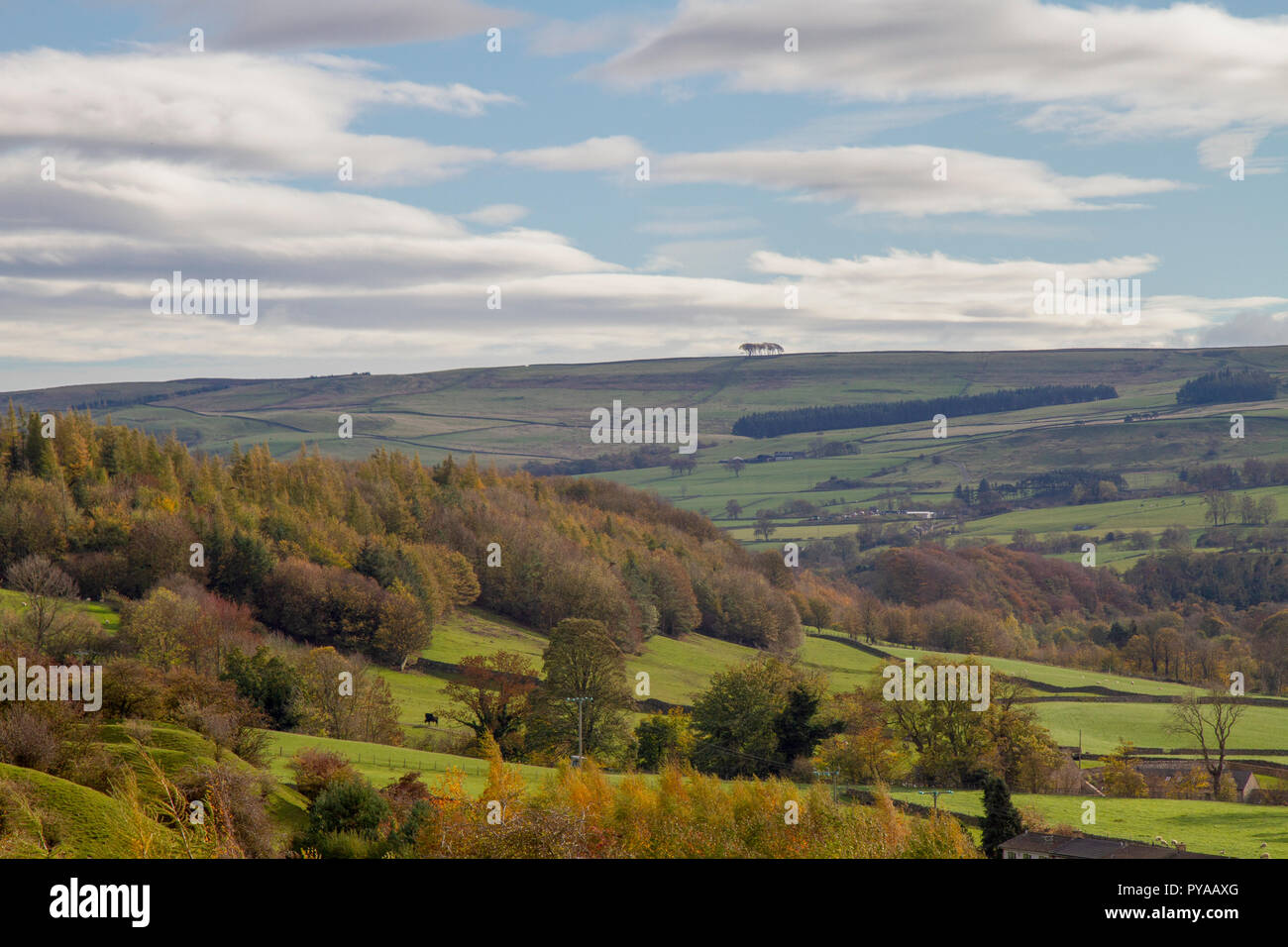 View to elephant trees from Ashes Quarry, Stanhope, County Durham Stock ...