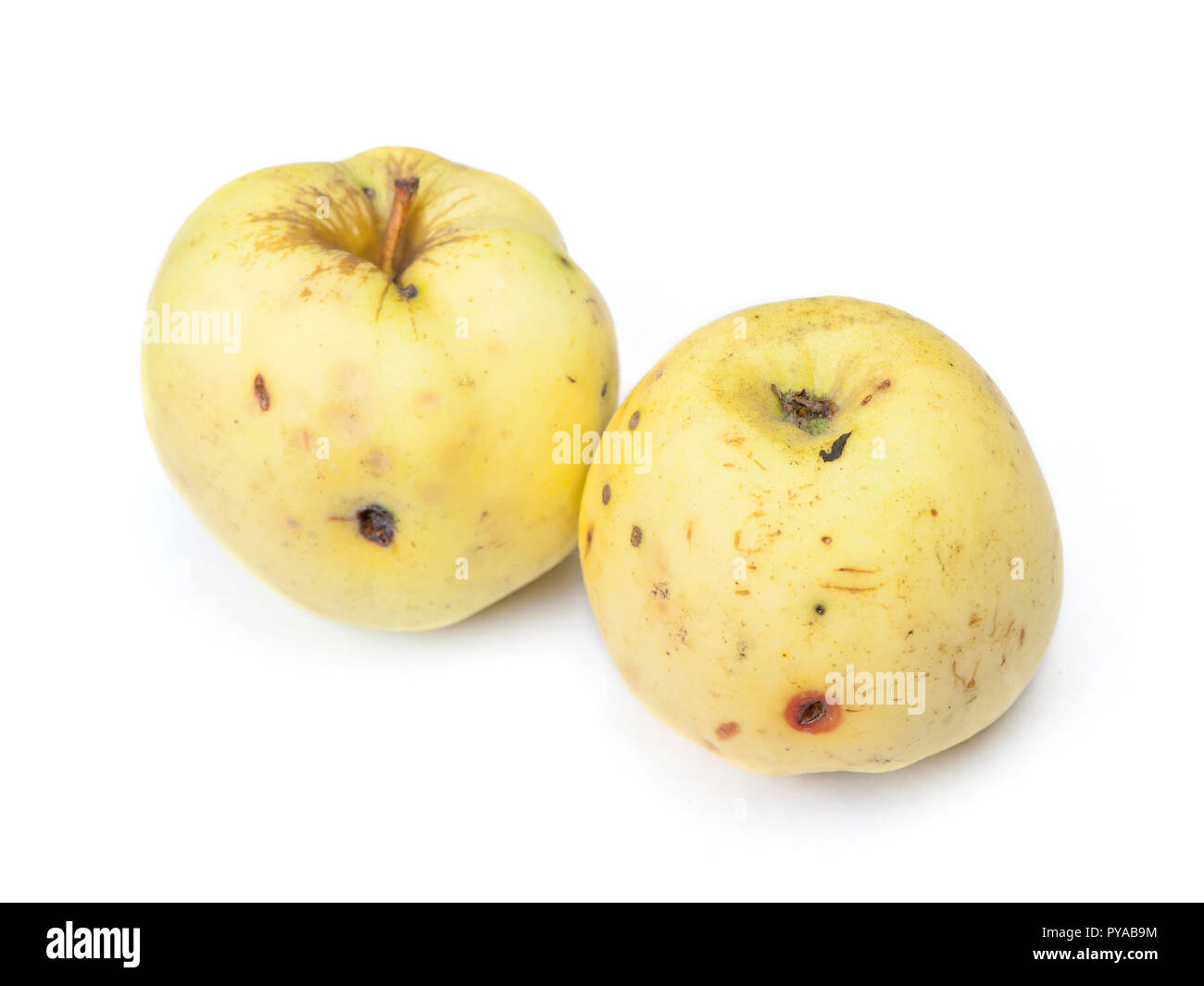 Old rotten apples isolated on white background, unhealthy to eat Stock ...