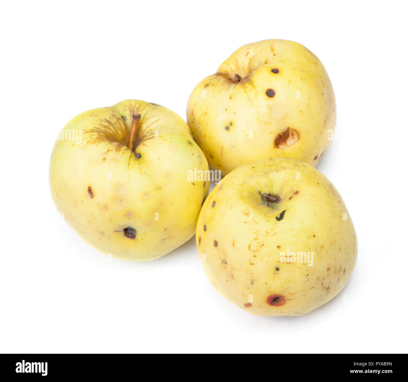 Old rotten apples isolated on white background, unhealthy to eat Stock ...