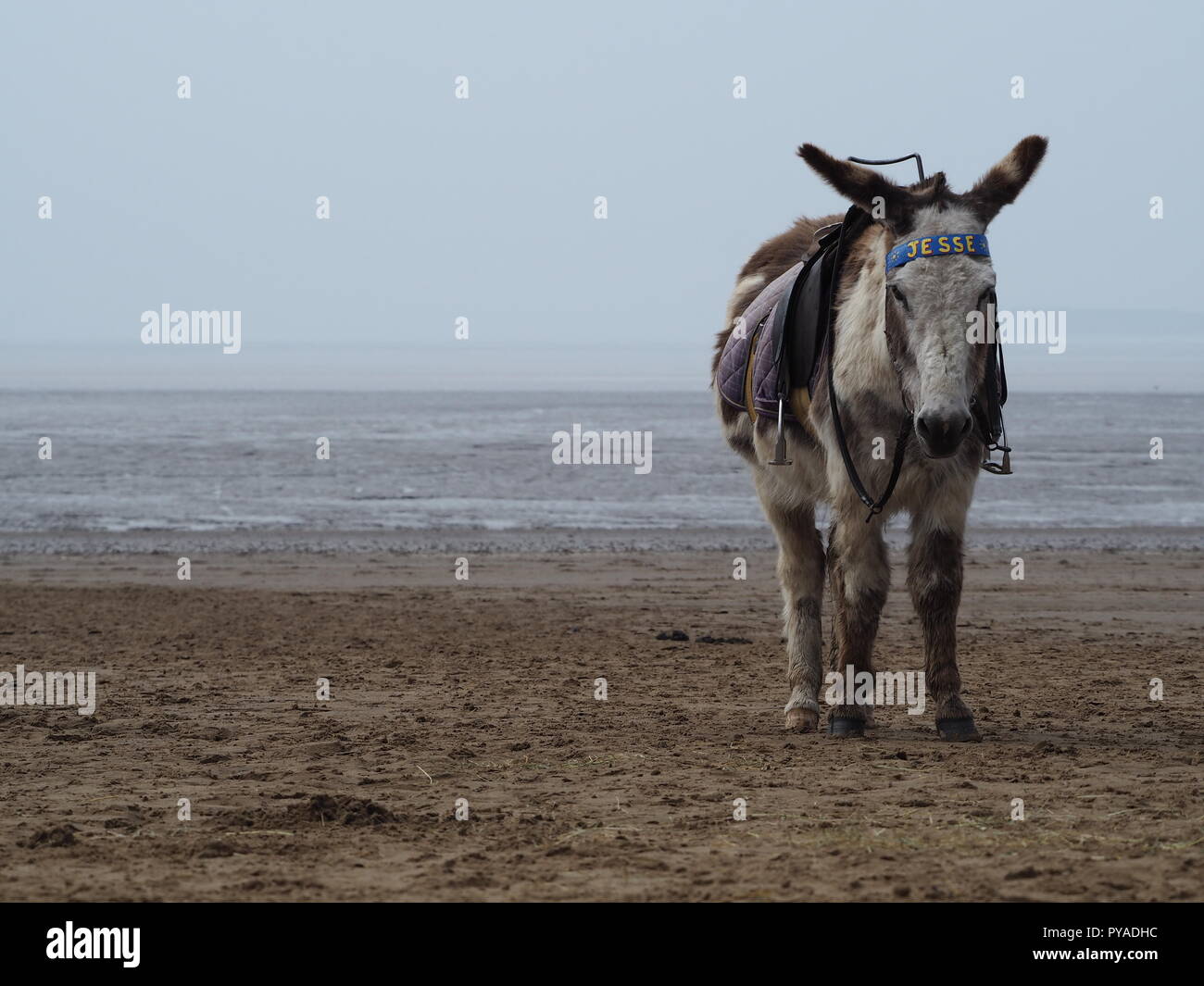 'Jesse', a lone donkey on Weston-super-mare's beach on a grey day Stock ...