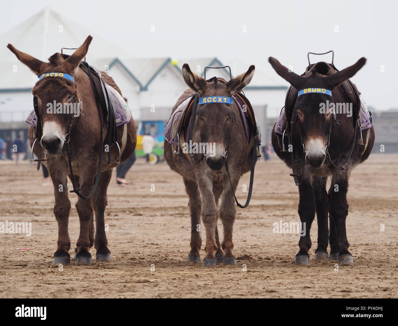 A group of donkeys on Weston-super-mare beach, England Stock Photo - Alamy