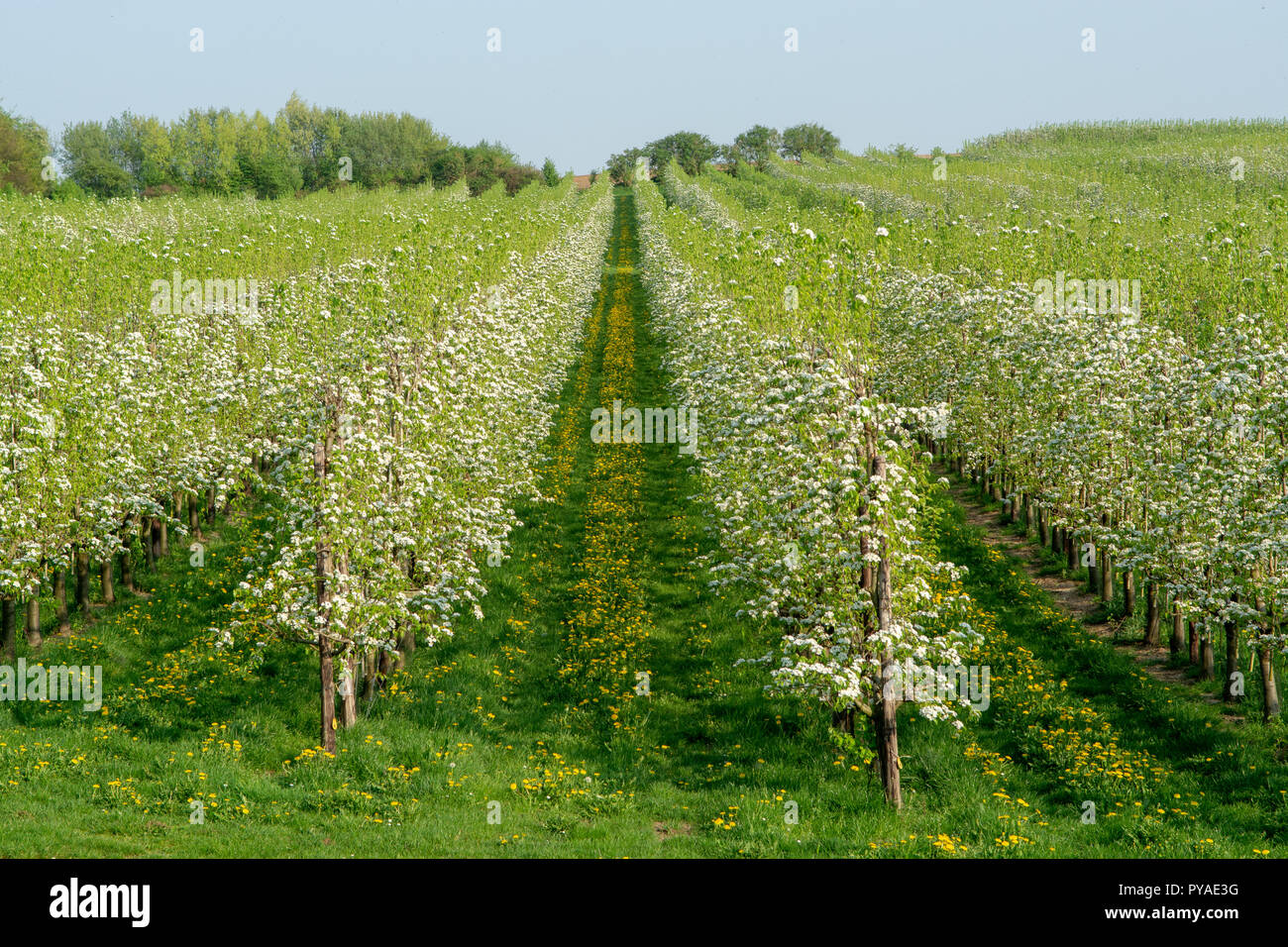Apple tree blossom, spring season in fruit orchards in Haspengouw ...