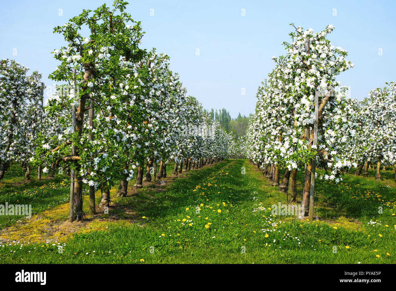 White apple tree blossom, spring season in fruit orchards in Haspengouw ...