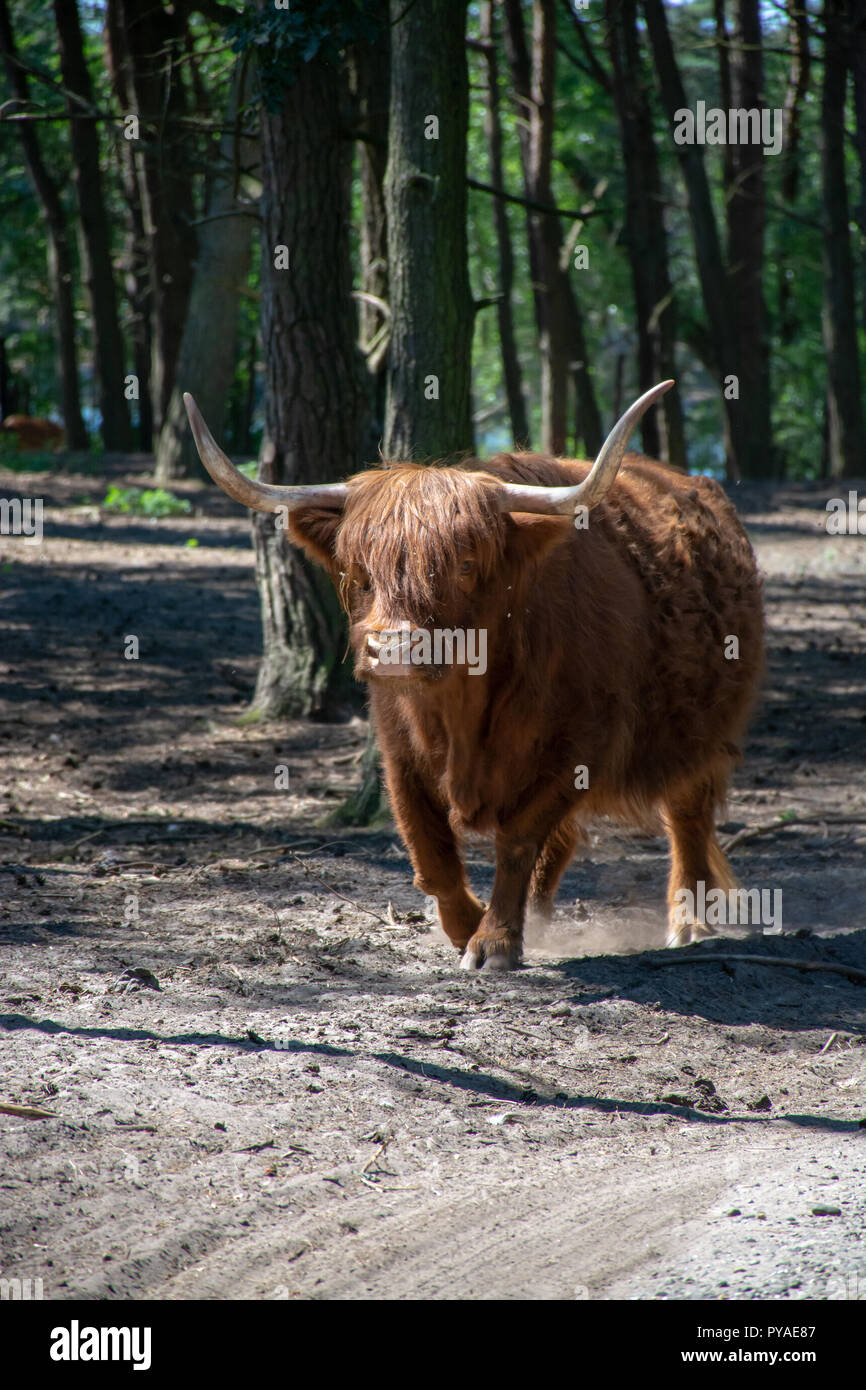 Big scottish brown hairy yak cattle close up Stock Photo - Alamy
