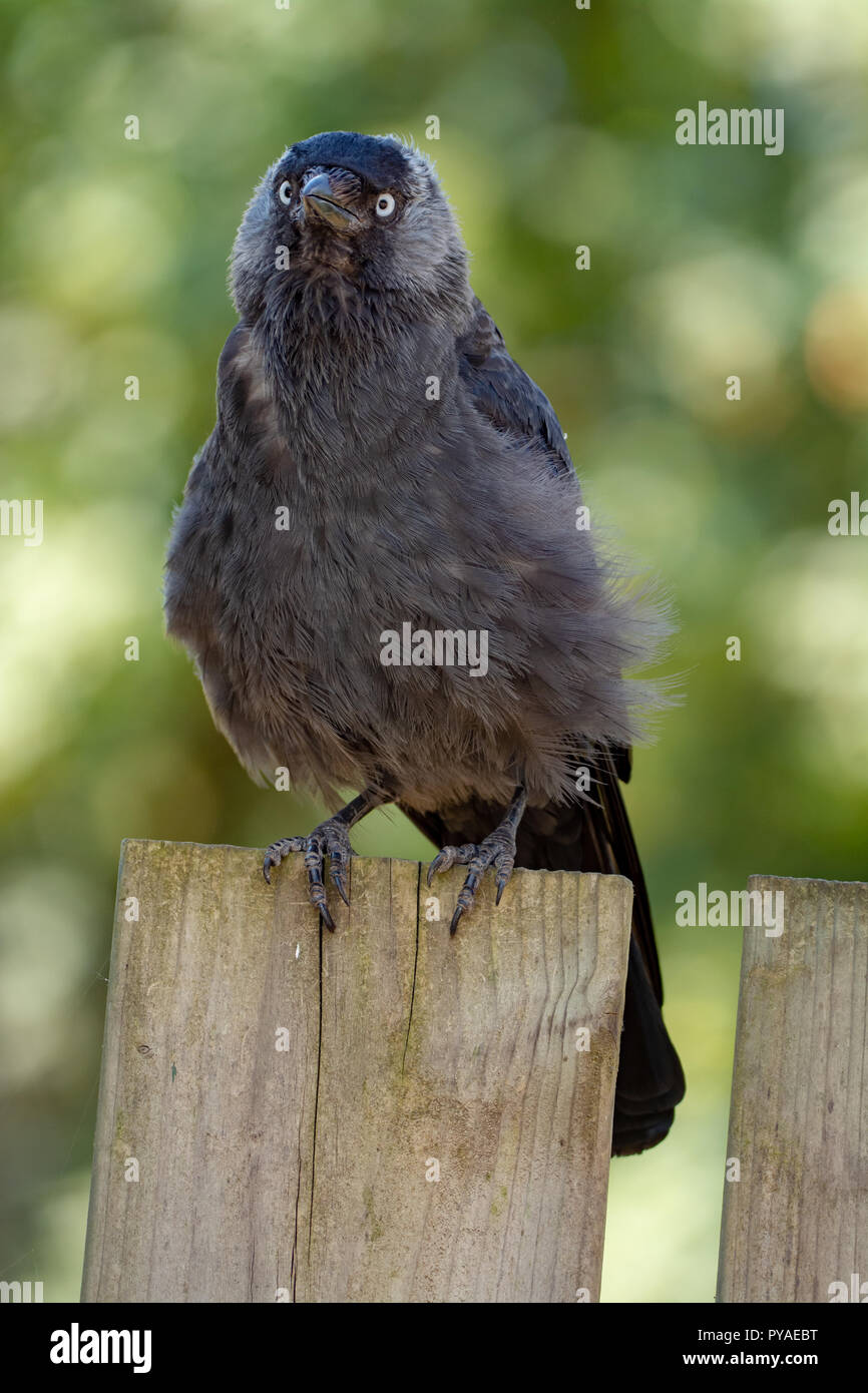 Young Western Jackdaw from crow family sitting on wooden fence close up ...