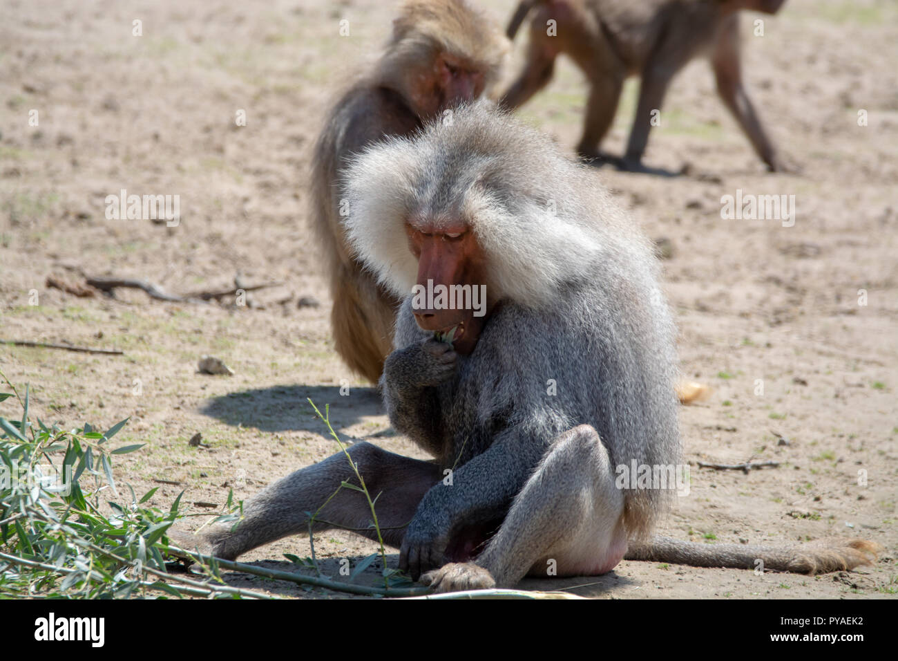 Adult male hamadryas baboon monkey sitting and eating bamboo leaves ...