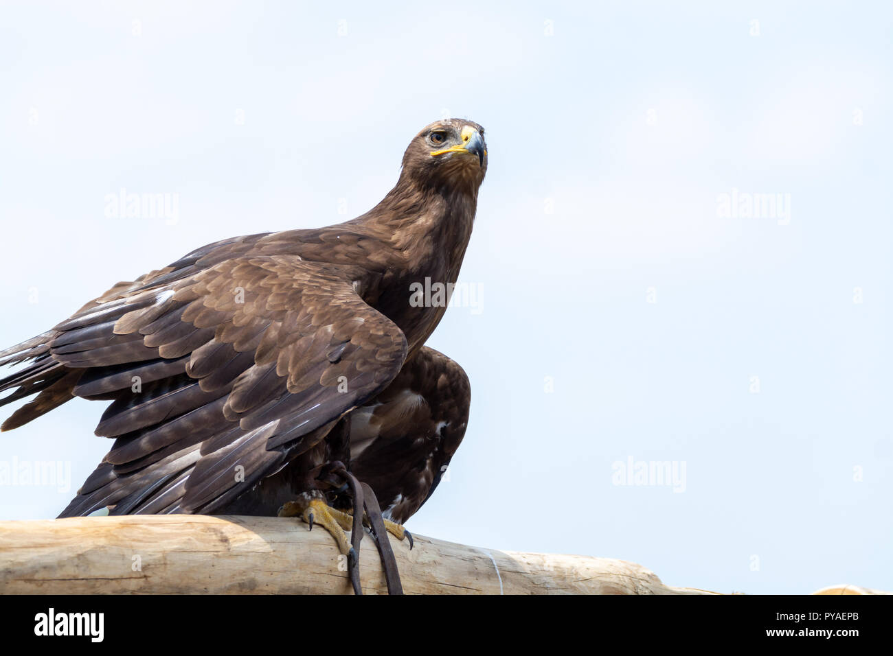 Golden eagle, Aquila chrysaetos, one of the best-known large birds of ...