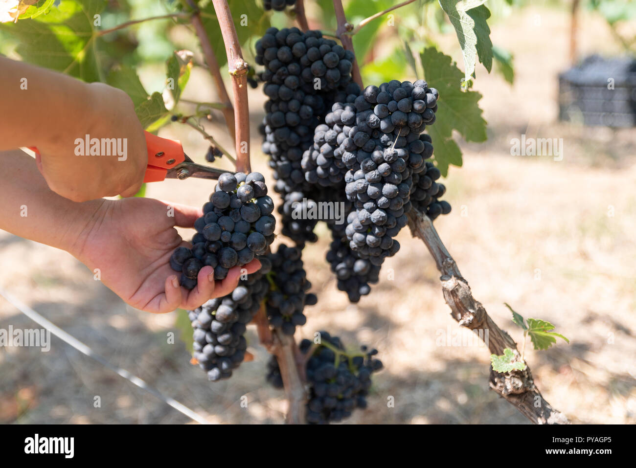 Woman hands picking grapes vineyard hi-res stock photography and images - Alamy