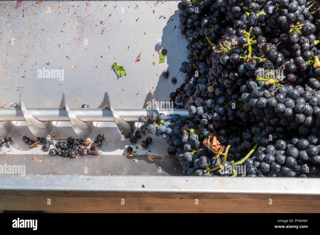 Red grapes destemmer hi-res stock photography and images - Alamy