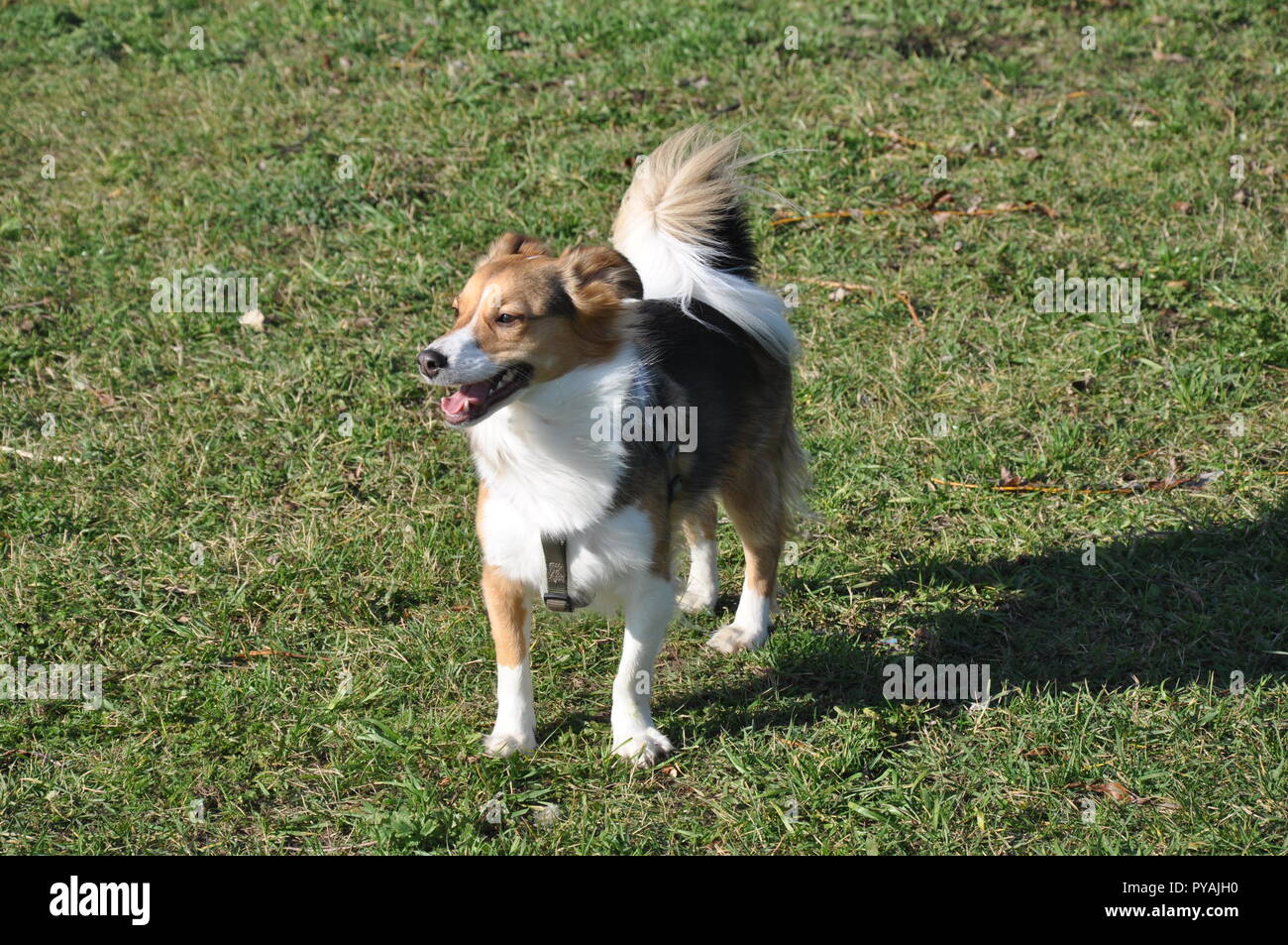 Dogs playing outside Stock Photo - Alamy