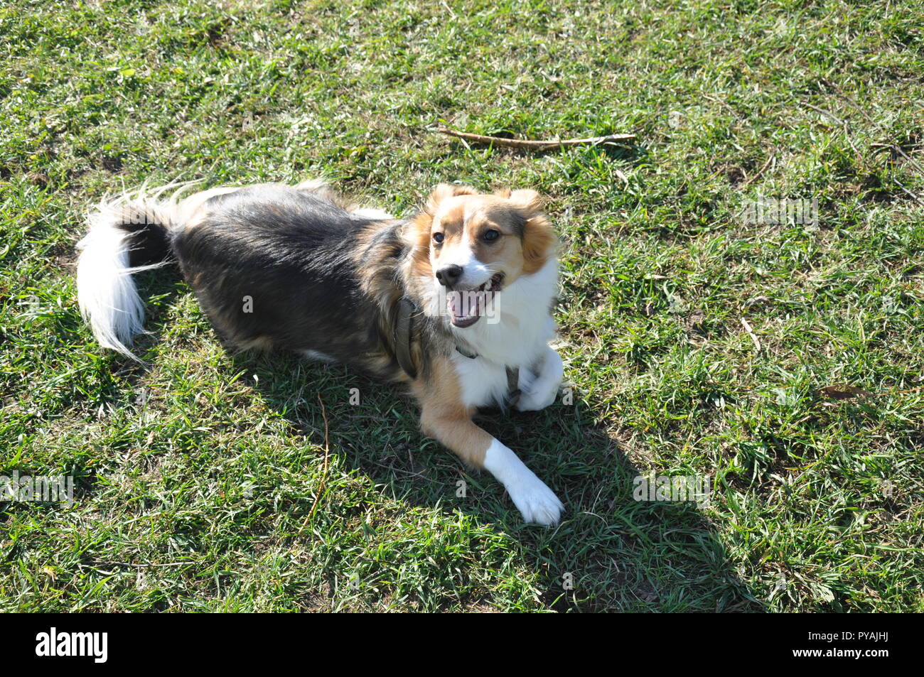 Dogs playing outside Stock Photo - Alamy