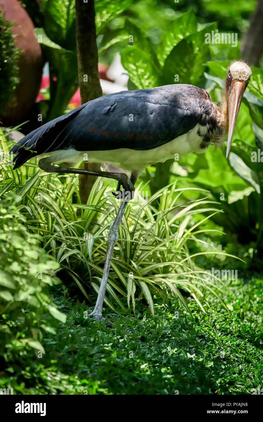 Adjutant wing hi-res stock photography and images - Alamy
