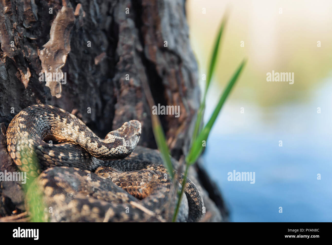 Tree near river hi-res stock photography and images - Alamy