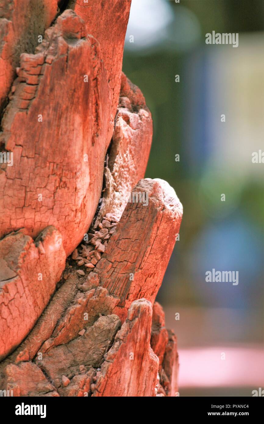 Red bark tree hi-res stock photography and images - Alamy