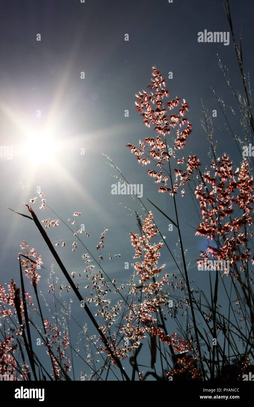 African sun hi-res stock photography and images - Alamy