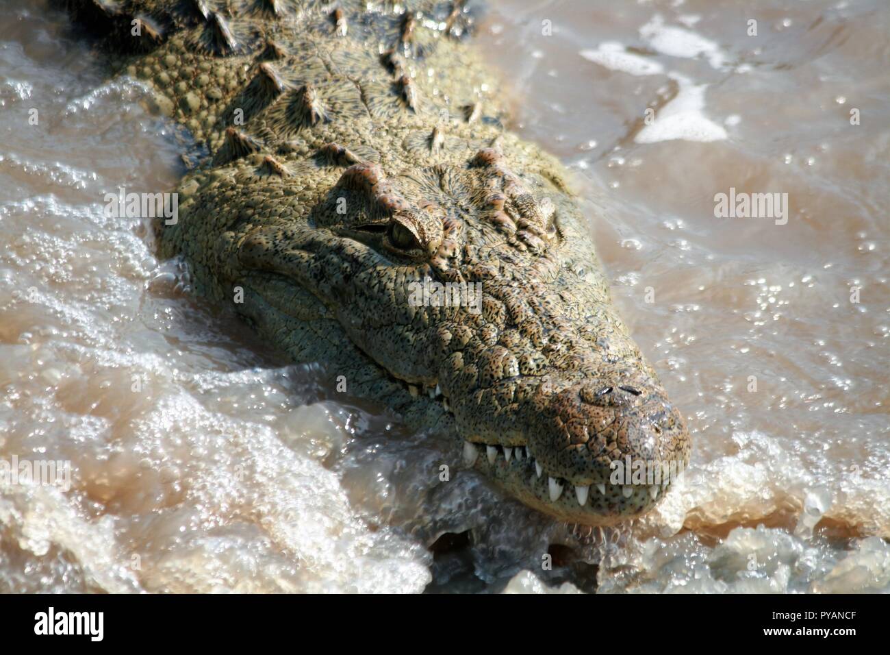 Nile Crocodile - Waiting Stock Photo - Alamy