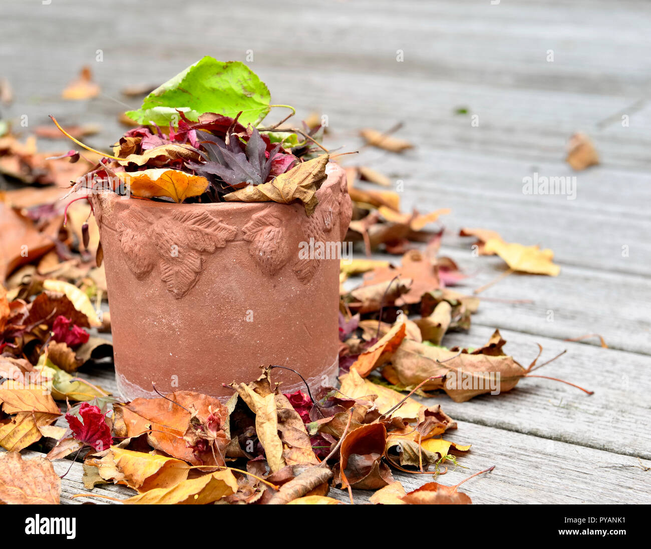 dry leaves on a flowerpot put on the floor of a wooden terrace Stock ...