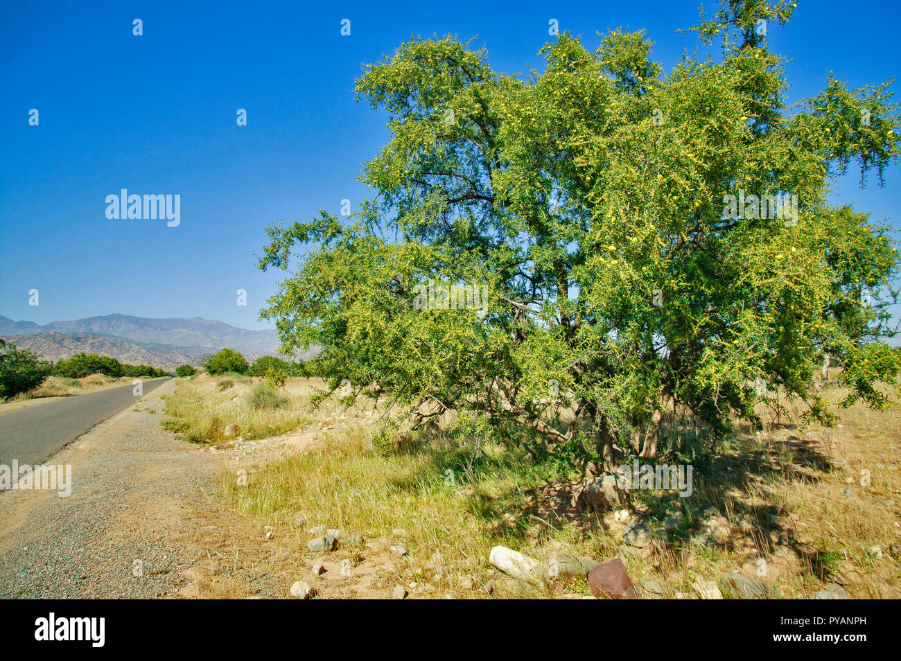 Argan tree hi-res stock photography and images - Alamy