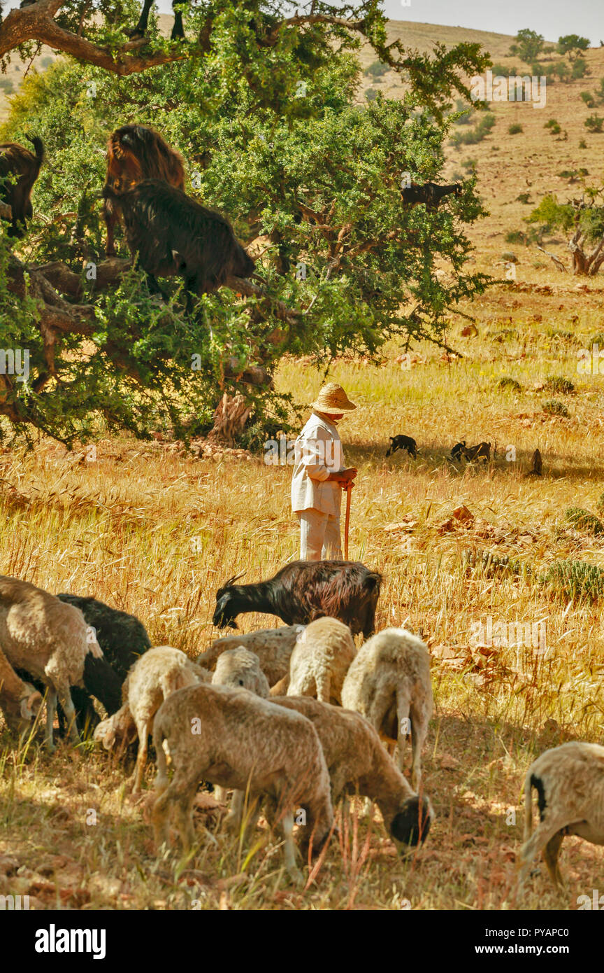 MOROCCO SOUS VALLEY ARGAN TREE ARGANIA SPINOSA SHEPHERD AND FLOCK OF ...