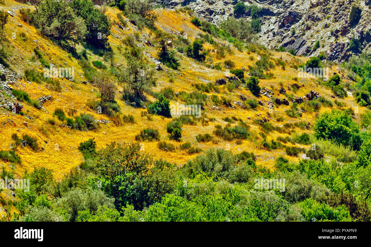 Morocco flowers hi-res stock photography and images - Alamy