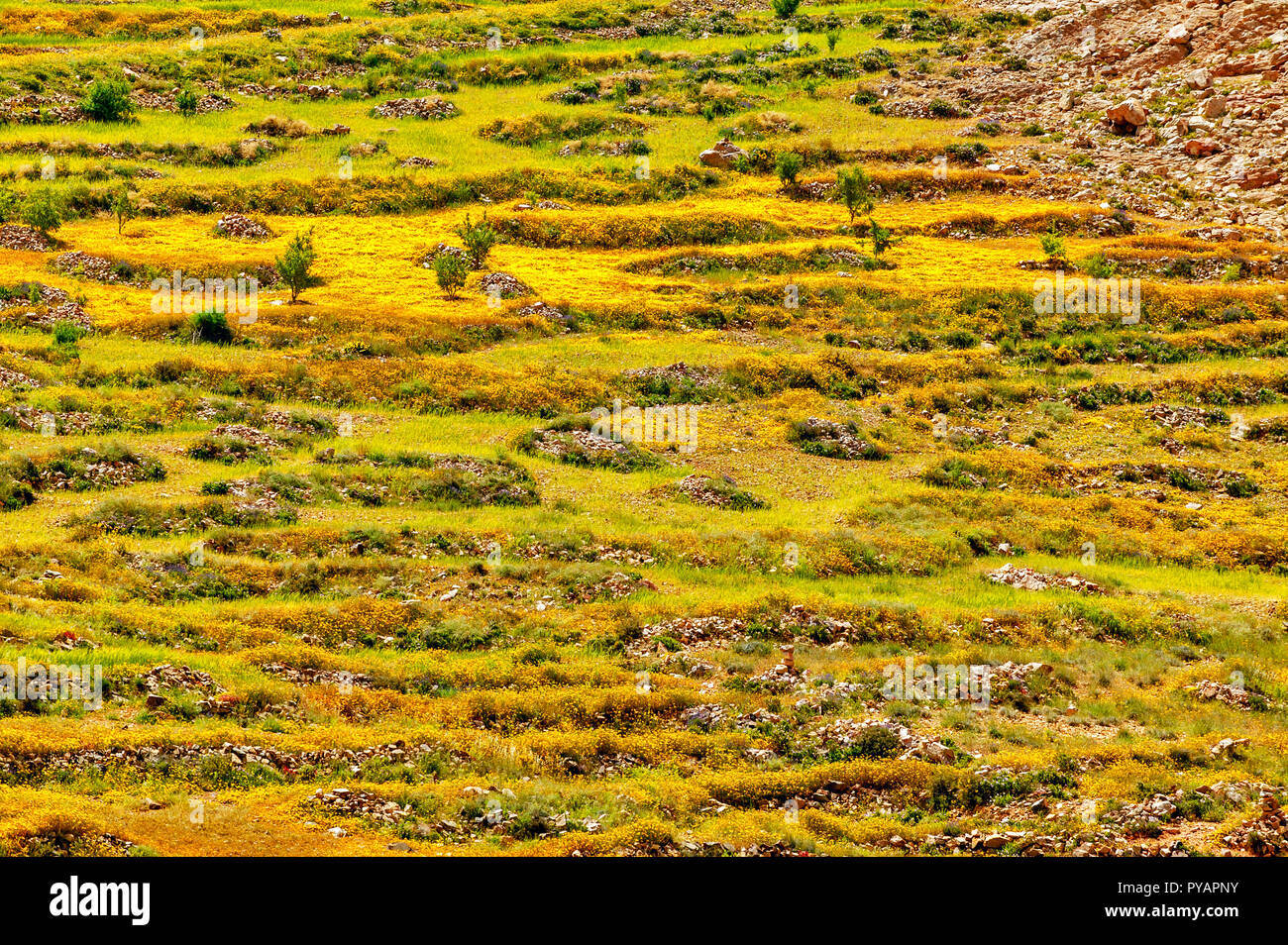 Moslem graves hi-res stock photography and images - Alamy