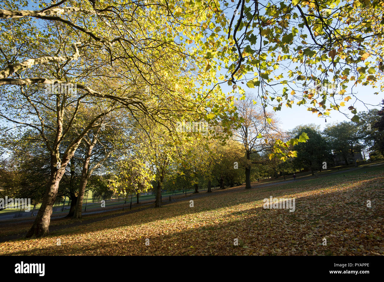 Nottingham Forest Ground Stock Photos & Nottingham Forest Ground Stock ...