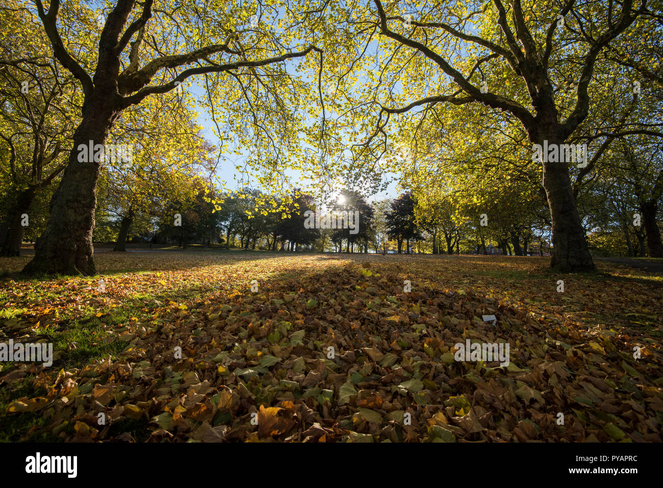 Forest Recreation Ground Nottingham High Resolution Stock Photography ...