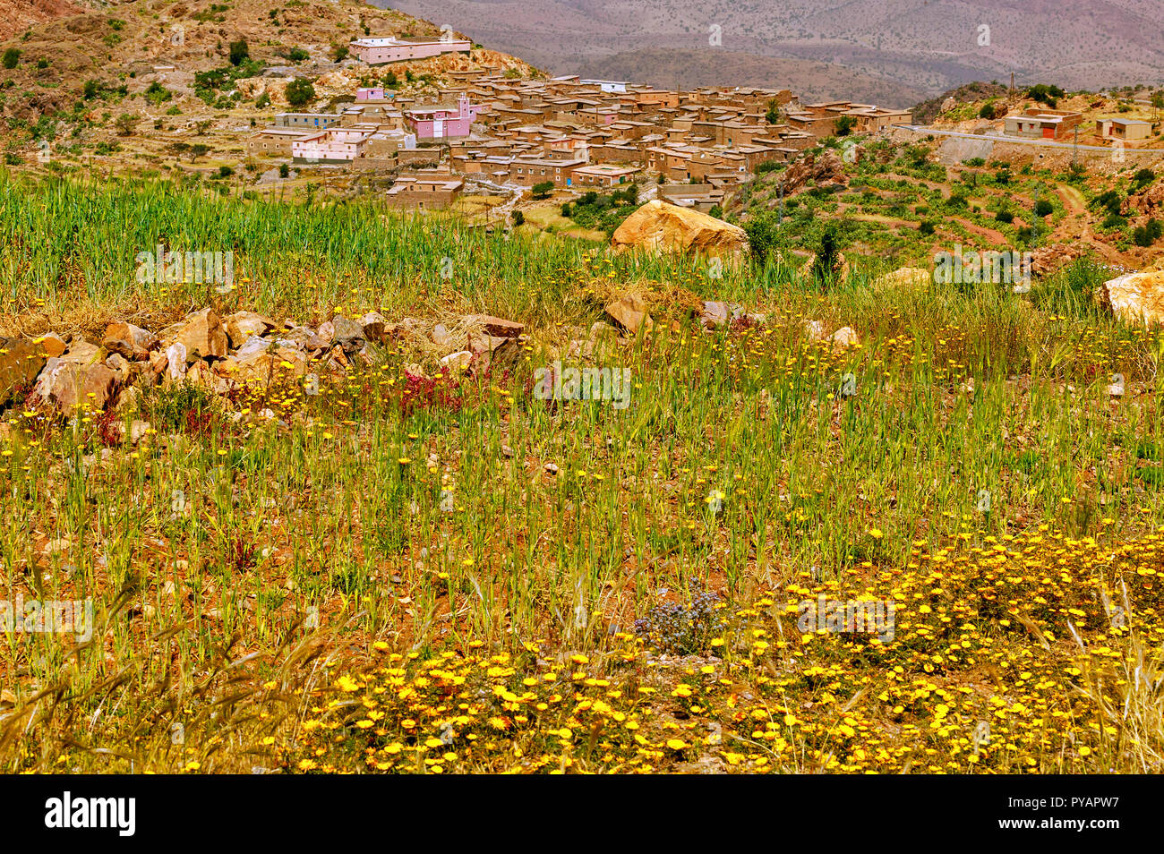 MOROCCO SOUS VALLEY ROADSIDE FLOWERS AND WHEAT A VILLAGE AND PINK ...