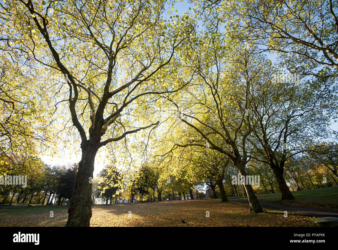 Autumn morning light at the Forest Recreation Ground in Nottingham ...