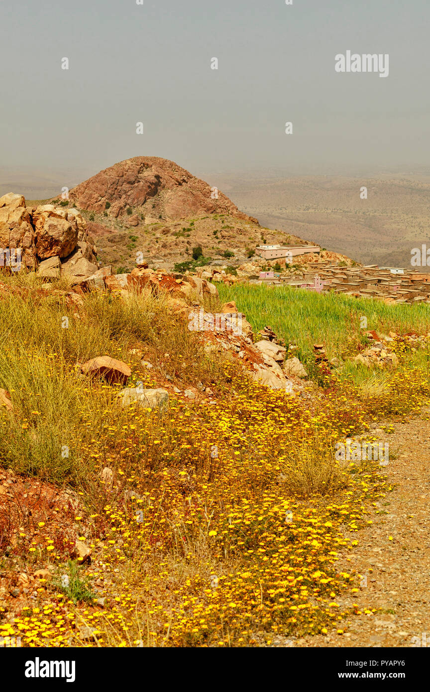 MOROCCO SOUS VALLEY ROADSIDE FLOWERS IN SPRINGTIME PINK MOSQUE AND ...