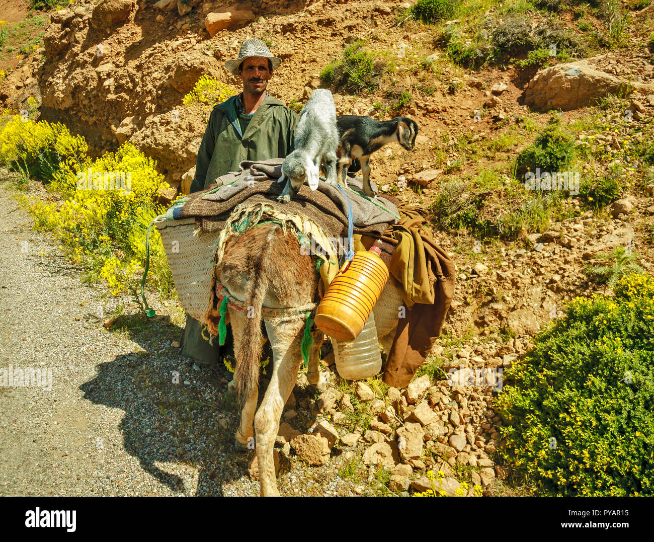 MOROCCO SOUS VALLEY RURAL ROAD SHEPHERD WITH A LAMBS ON THE BACK OF A ...