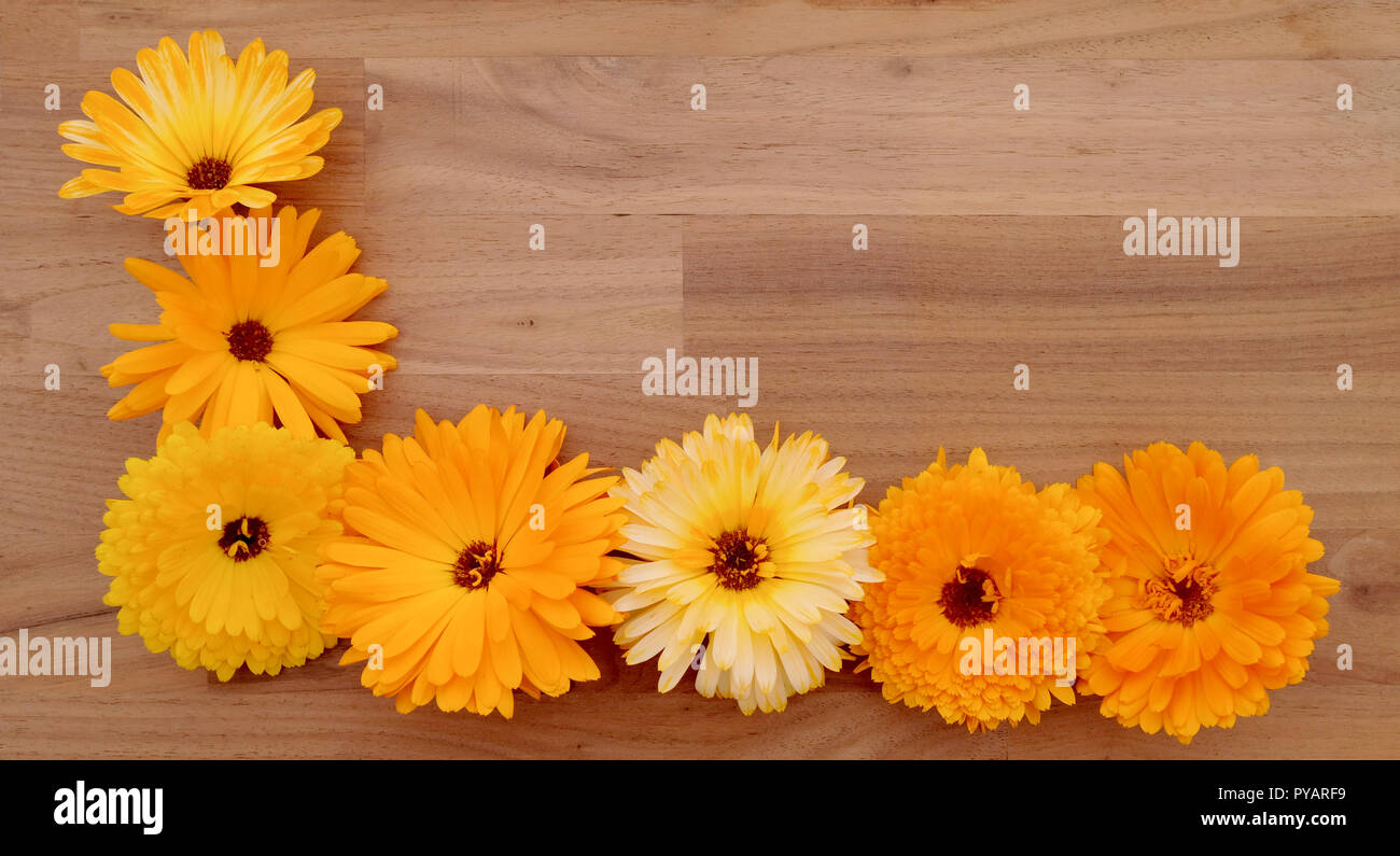 Half border of yellow and orange calendula flowers on a wooden ...
