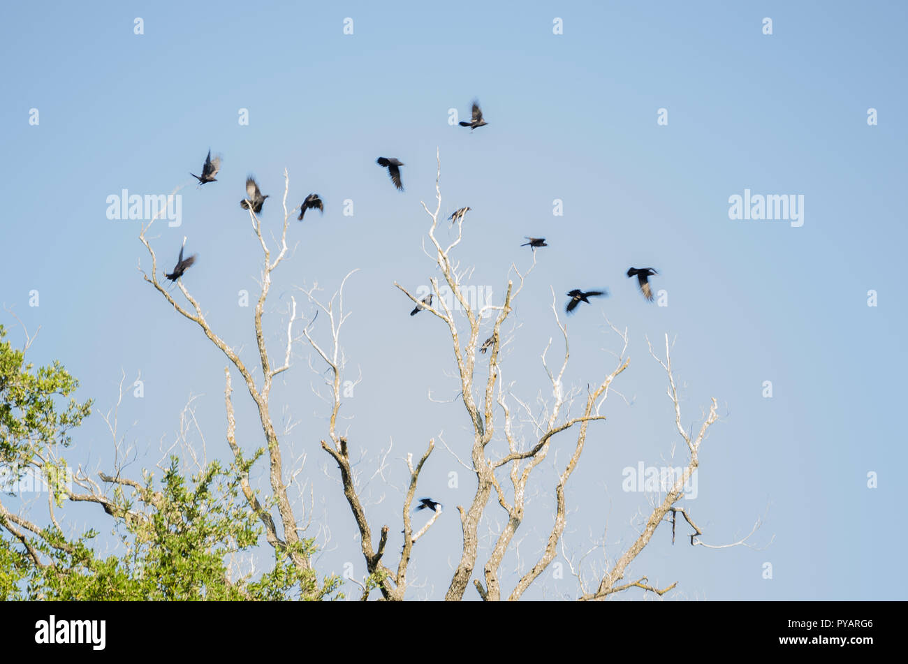 Crows Flying In Groups